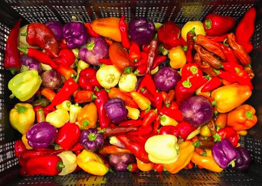 All Peppers – Page 3 – Red Hot Seeds