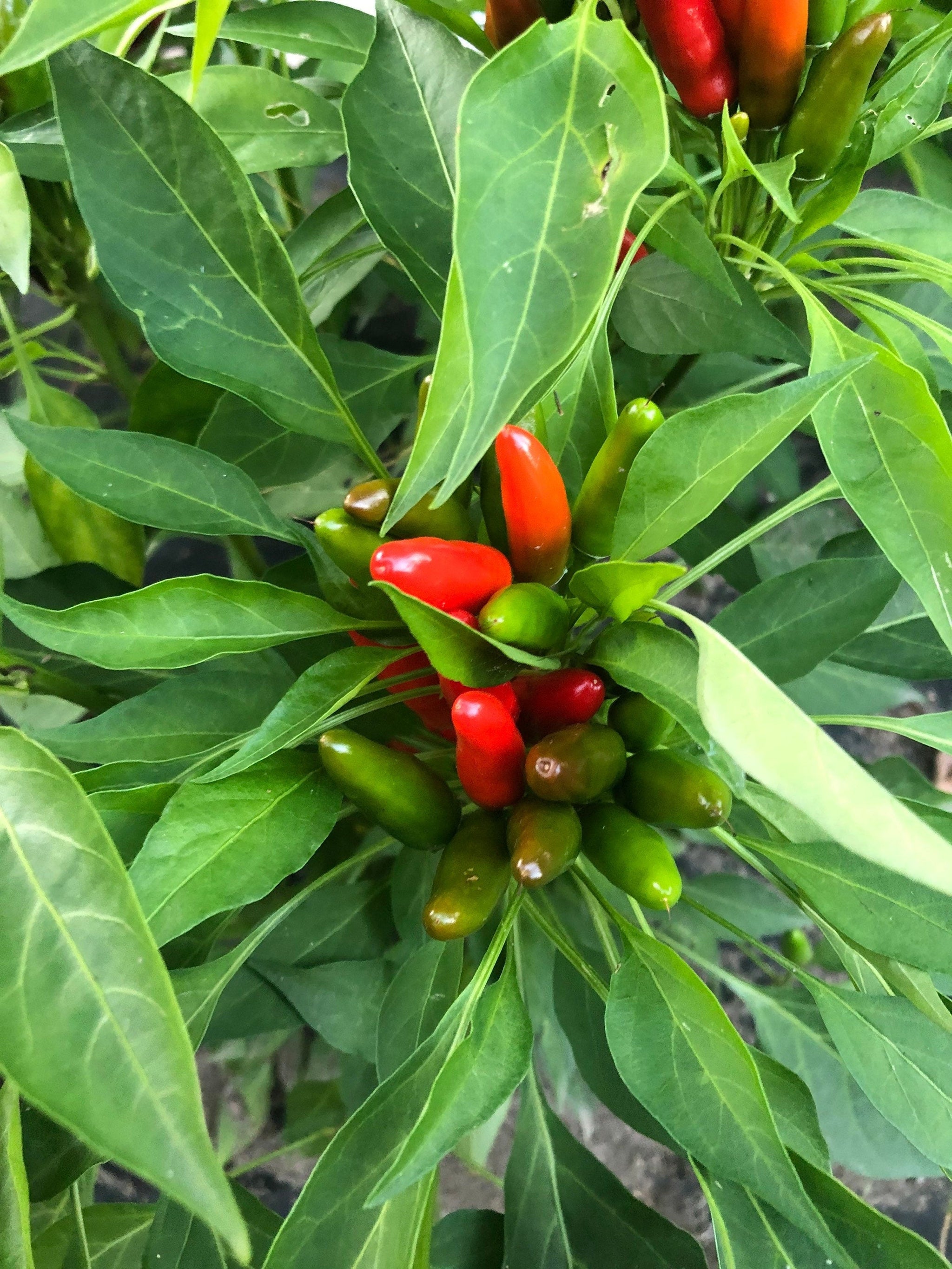African Birds Eye Pepper Seeds – Red Hot Seeds