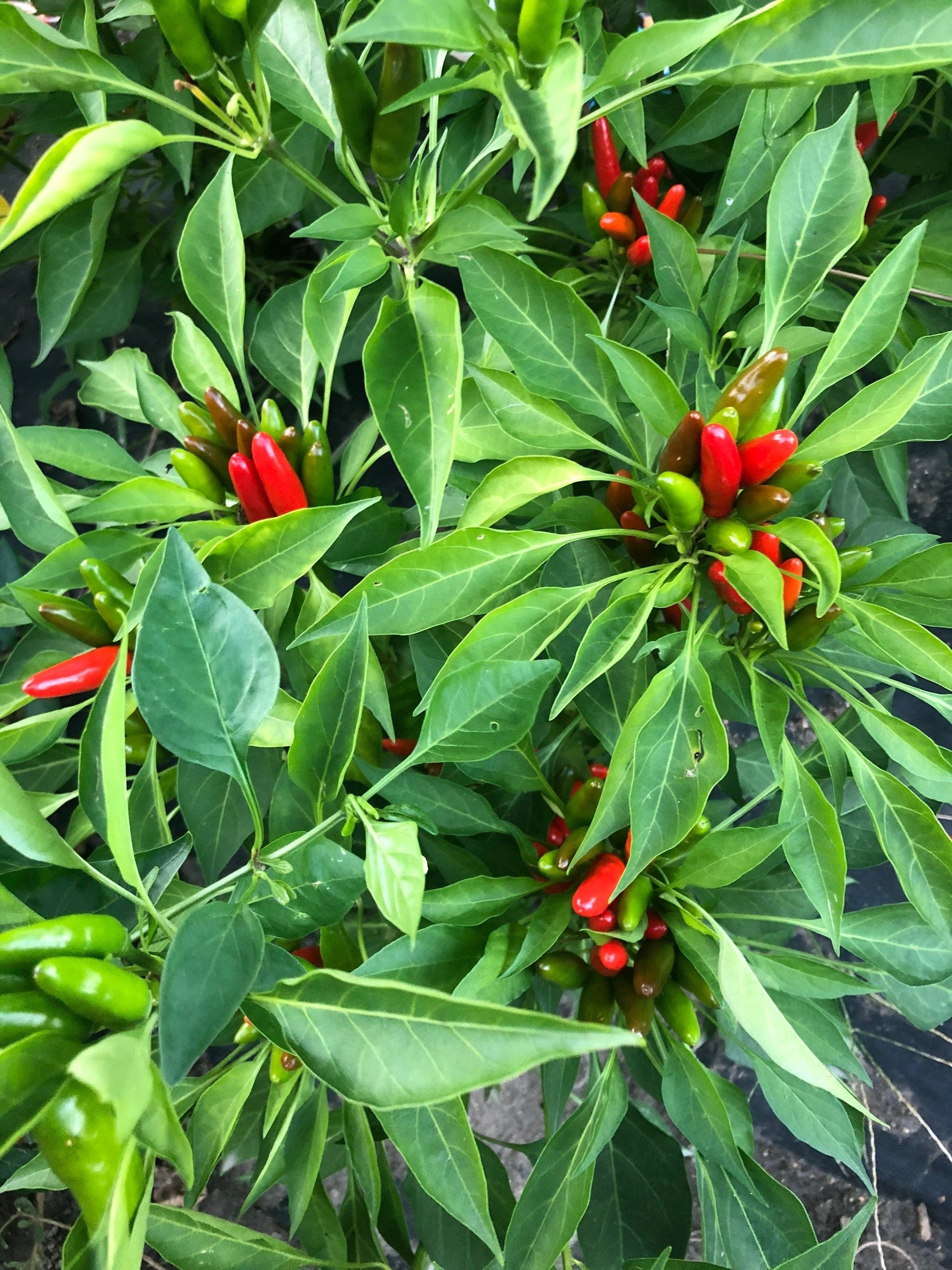 African Birds Eye Pepper Seeds – Red Hot Seeds
