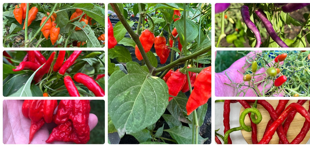 Red Hot Seeds For Planting in the Garden