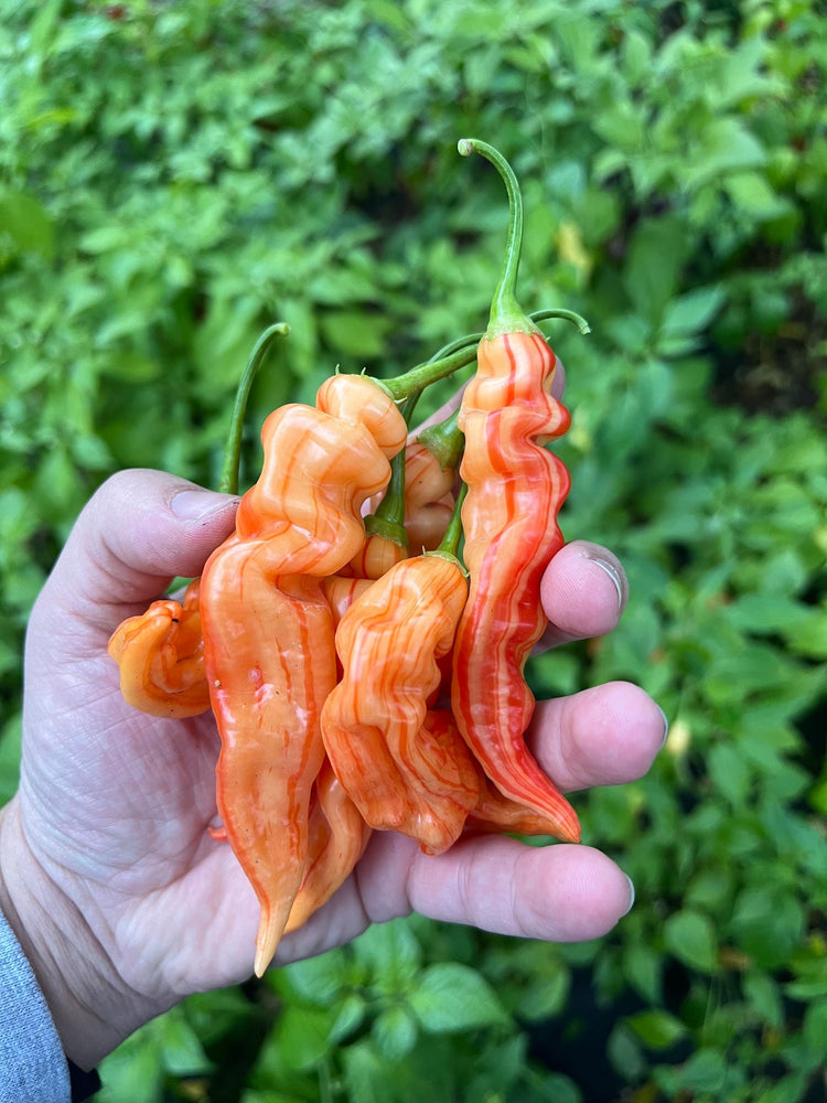 Red Hot Seeds For Planting in the Garden